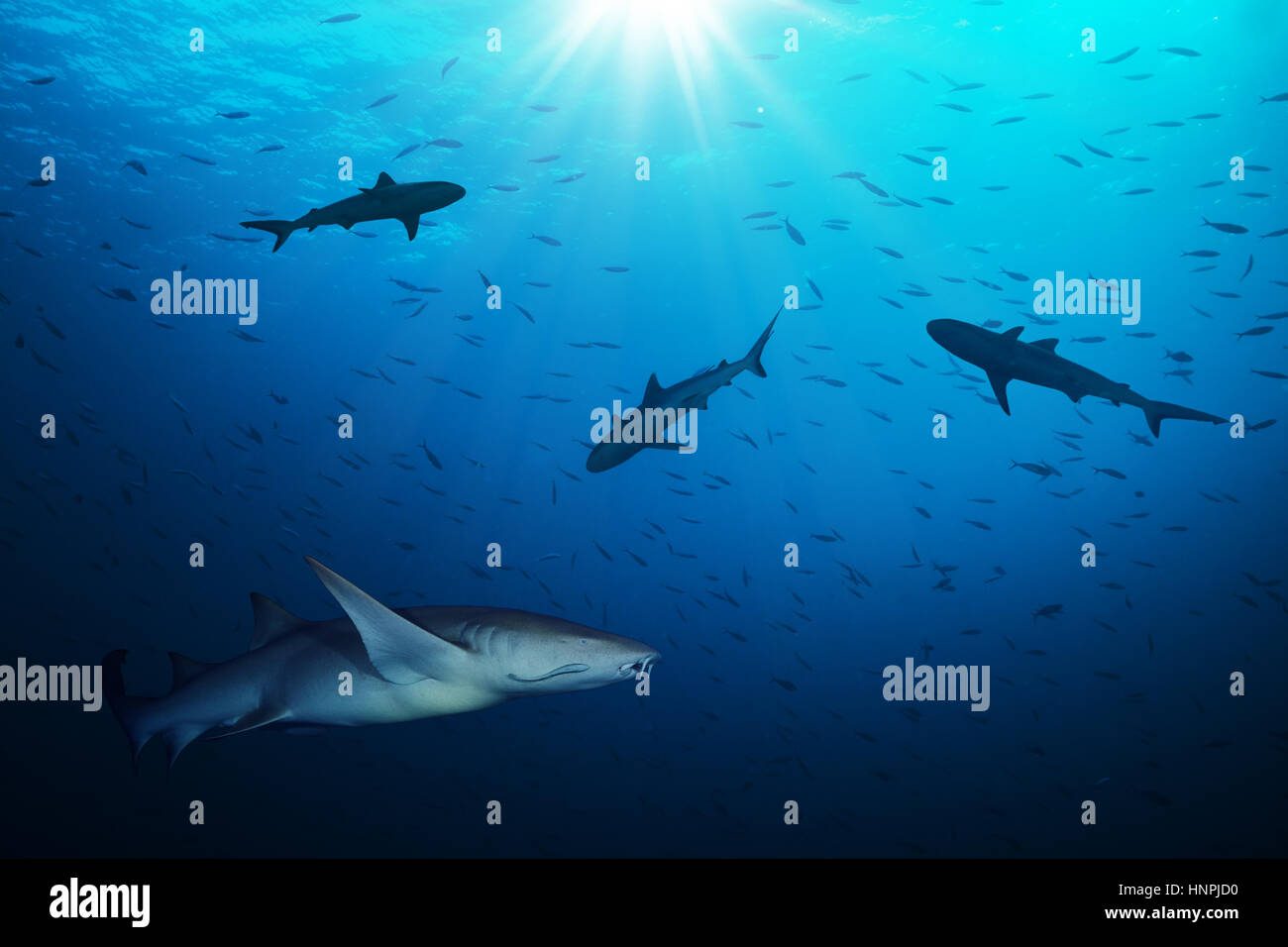 Group of sharks hunting smalls fish in beautiful deep blue water with ...