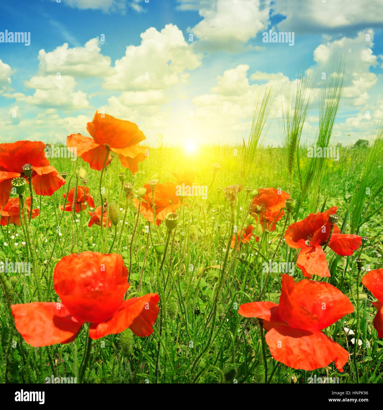 Poppies in morning sun hi-res stock photography and images - Alamy