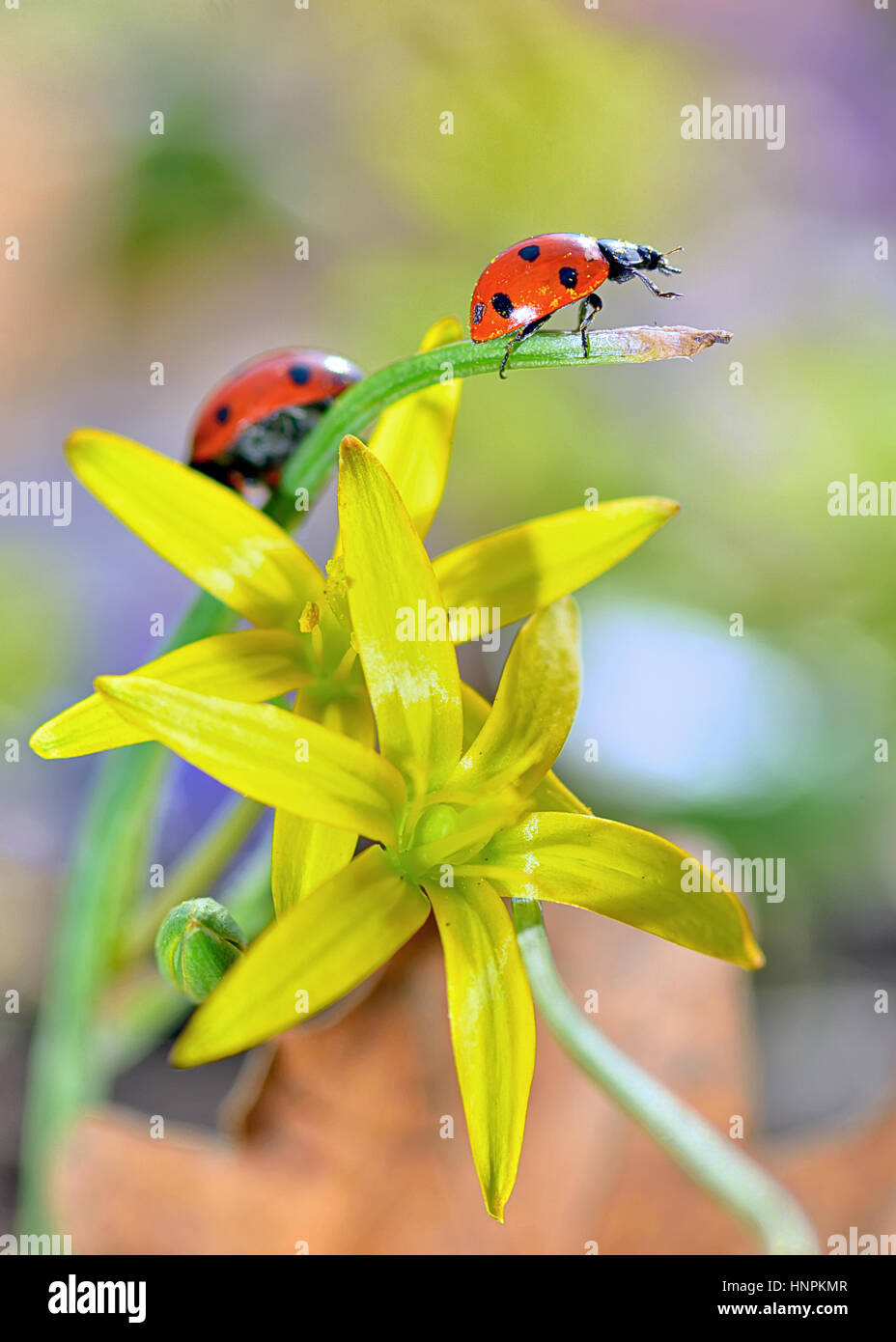 red ladybug on yellow flowers isolated in summer time Stock Photo - Alamy