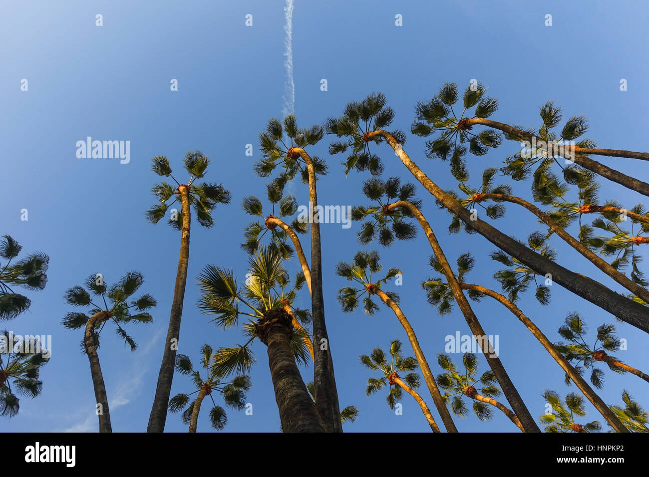Washingtonia robusta mexican fan palm hi-res stock photography and ...