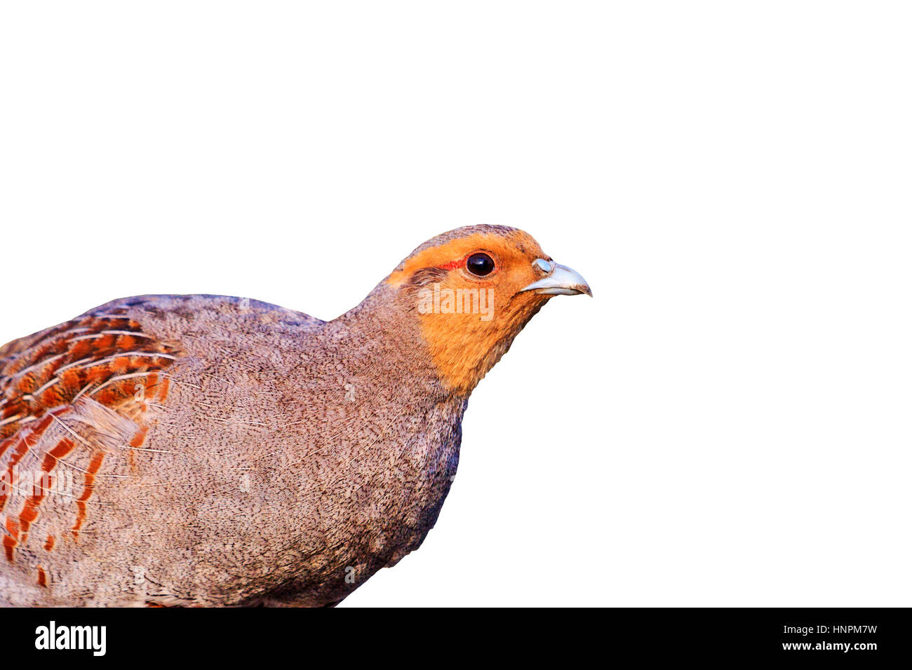 English partridge cutout hi-res stock photography and images - Alamy