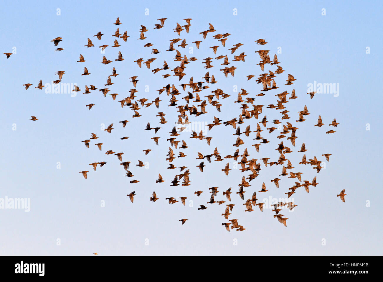 flock of migrating starlings,first spring birds,Spring migration ...