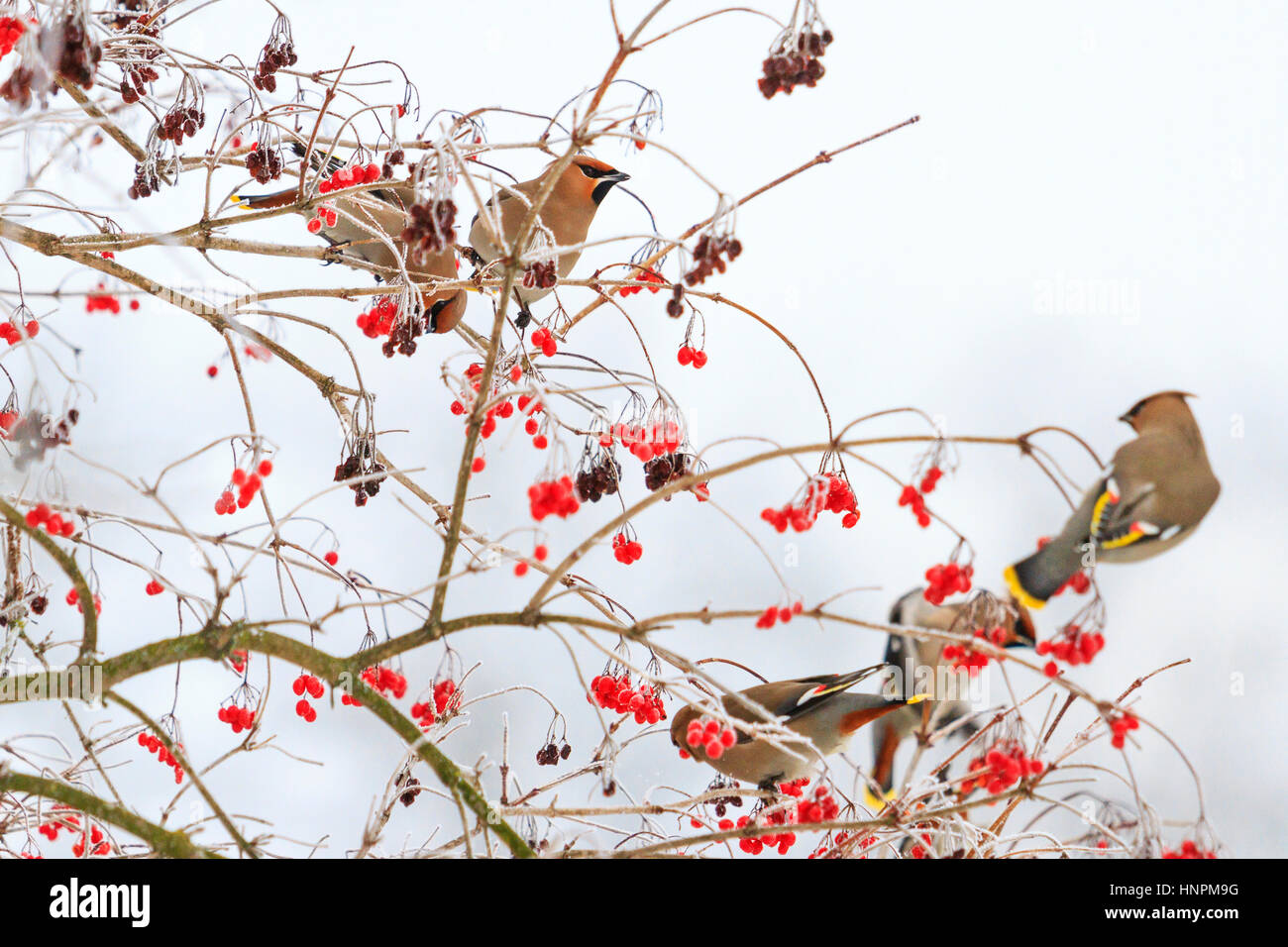waxwings eating berries,winter survival, flocks of birds, feeding birds ...