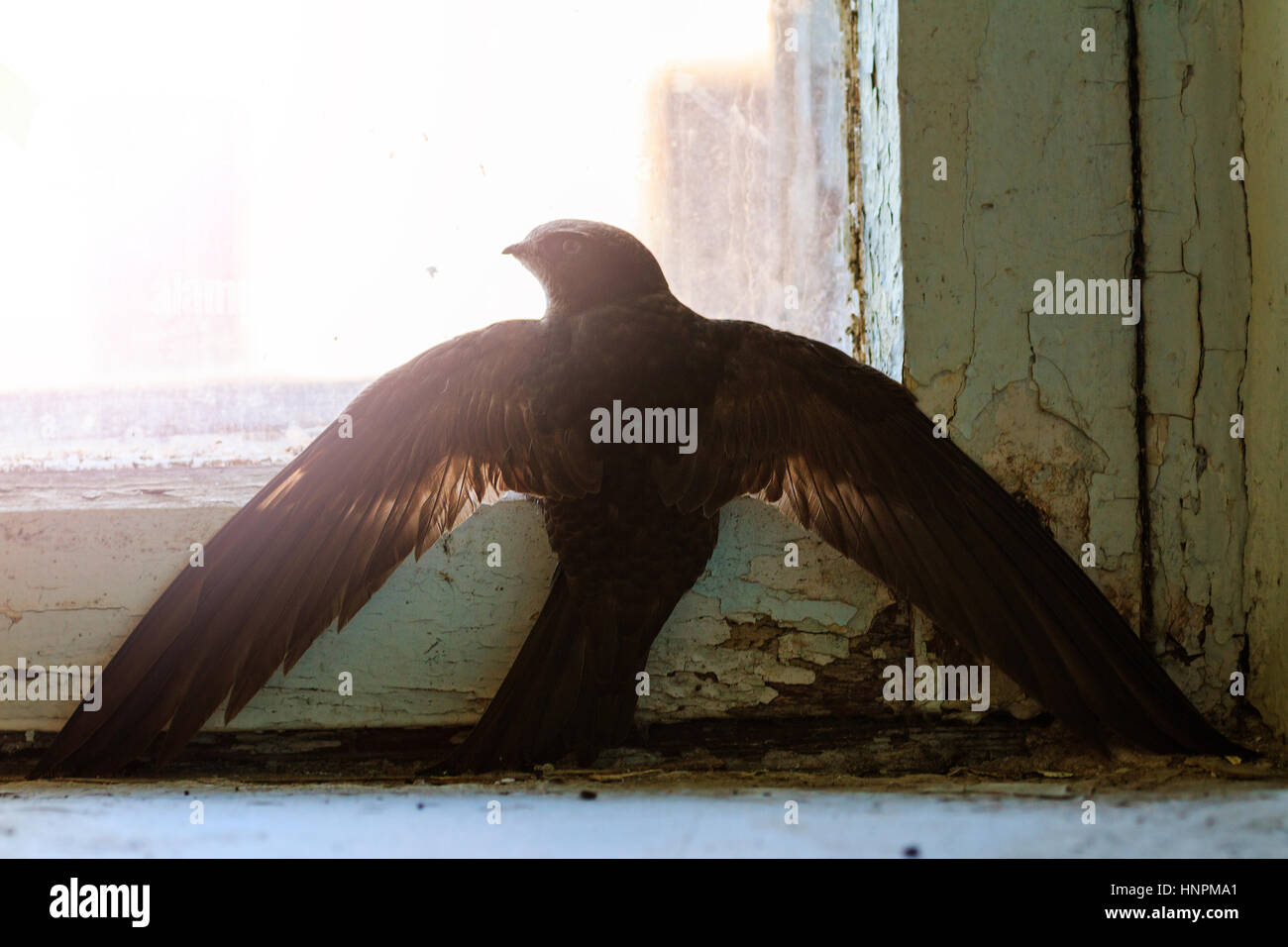 bird crashed into the window,man and nature, common swift, accident and ...