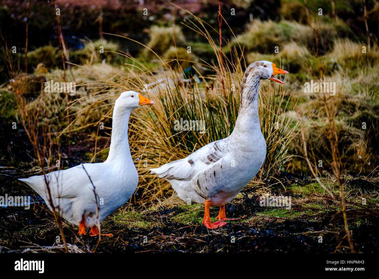 Great geese hi-res stock photography and images - Alamy