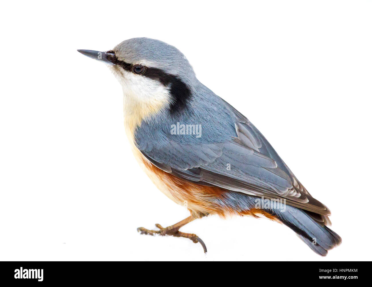 Eurasian nuthatch or wood nuthatch (Sitta europaea) bird on a white ...