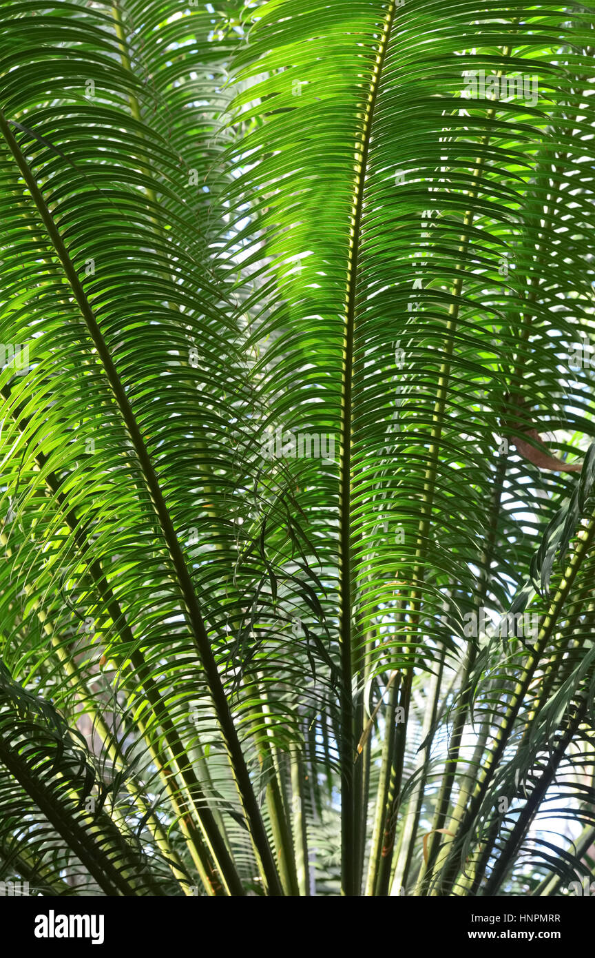 Palm branches backdrop hi-res stock photography and images - Alamy