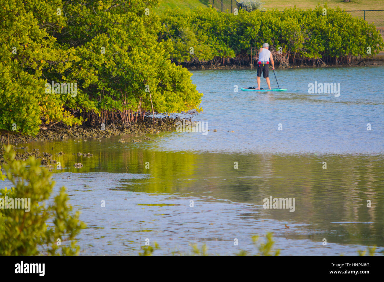 Paddle Boarding in a cove of Mangroves at Belleair Causeway, Florida ...