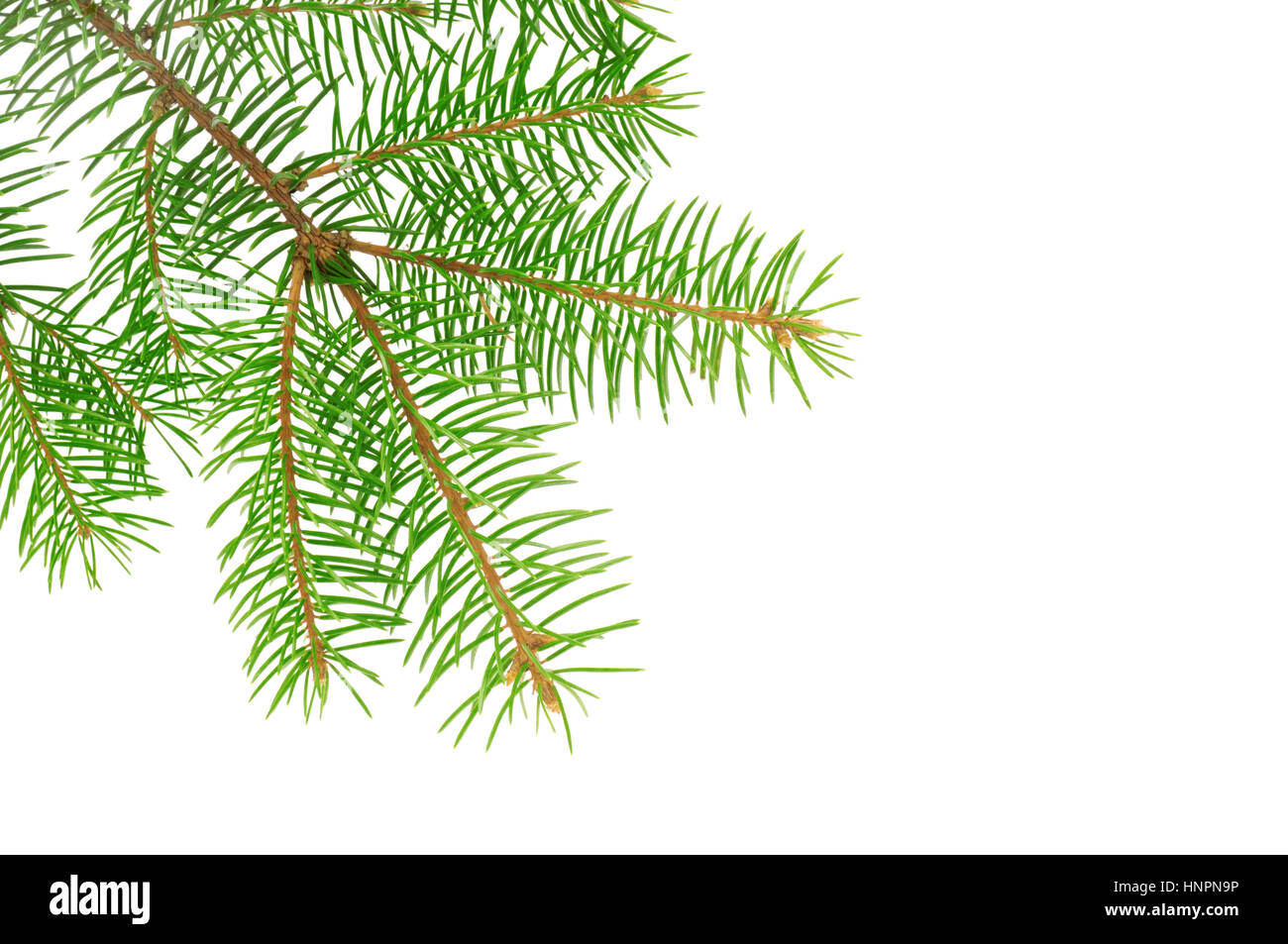fir branch isolated on a white Stock Photo - Alamy