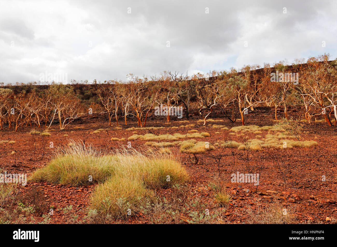 Burnt Eucalyptus trees in outback, Pilbara, Western Australia Stock ...