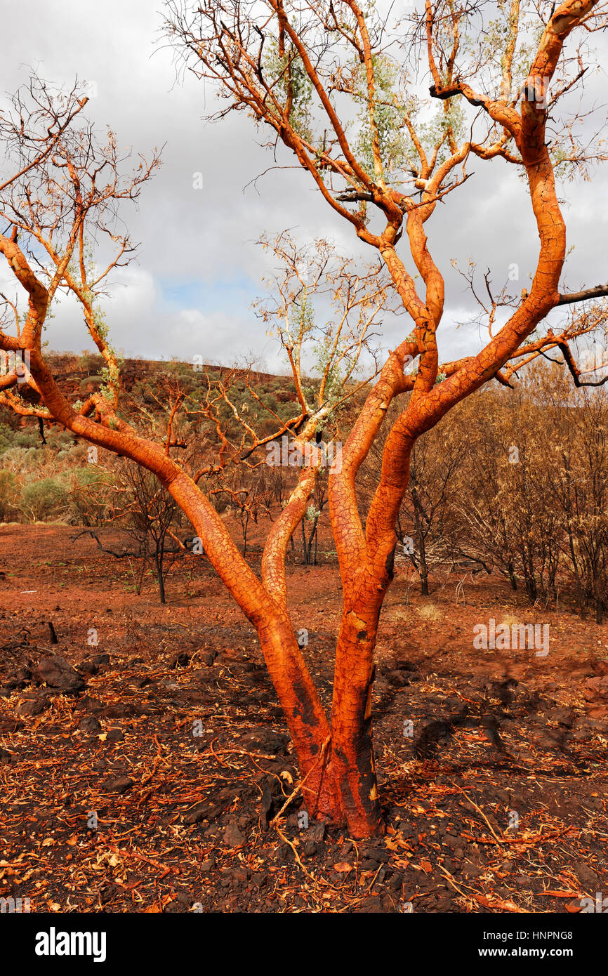 Burnt Eucalyptus trees in outback, Pilbara, Western Australia Stock ...