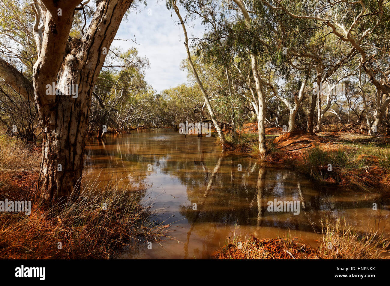 Billabong surrounded by eucalyptus gum trees, Pilbara, Western ...