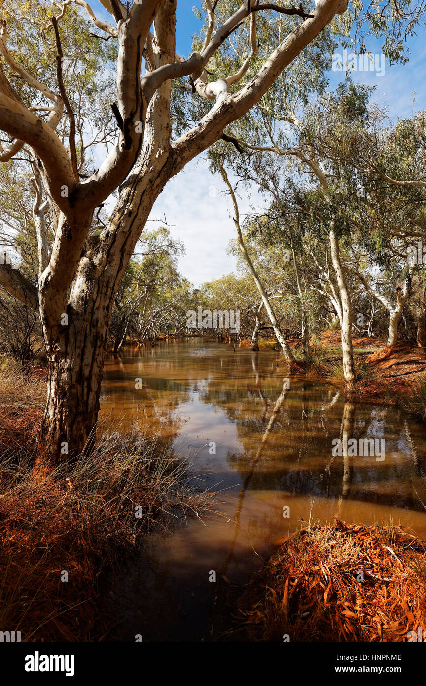 Billabong surrounded by eucalyptus gum trees, Pilbara, Western ...