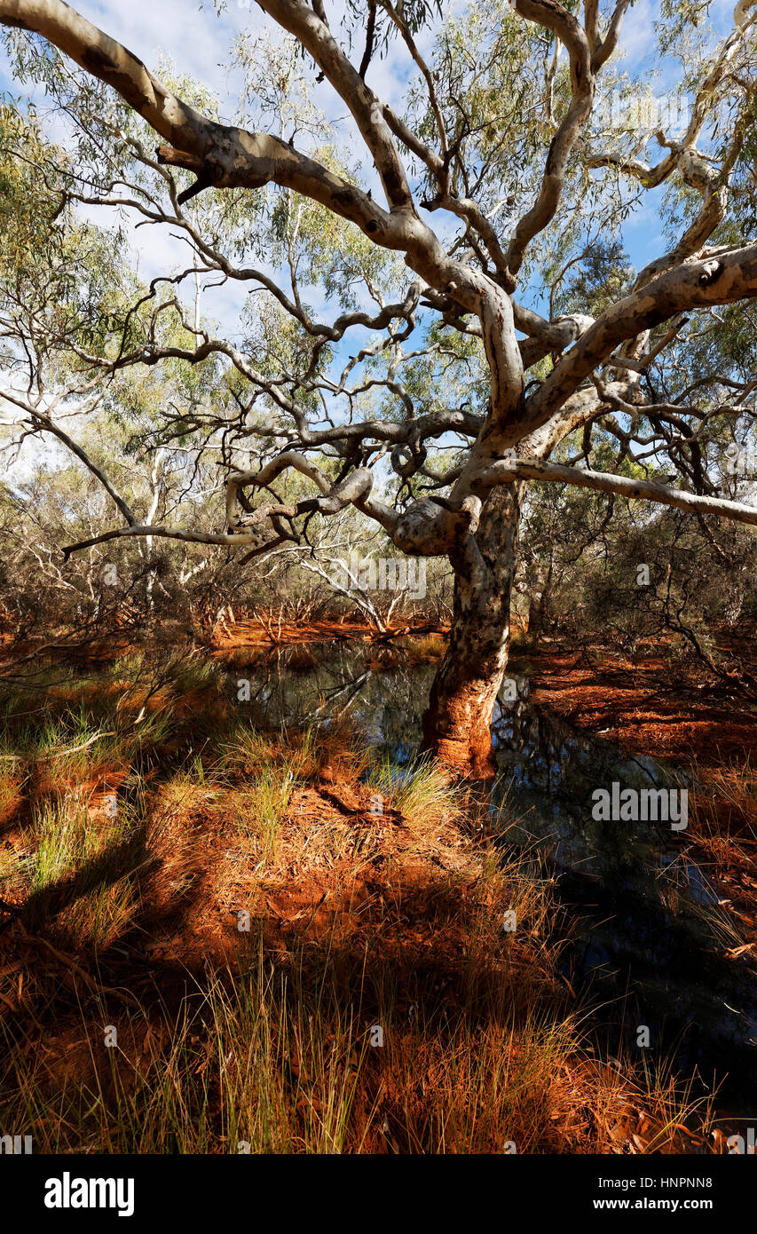 Billabong surrounded by eucalyptus gum trees, Pilbara, Western ...