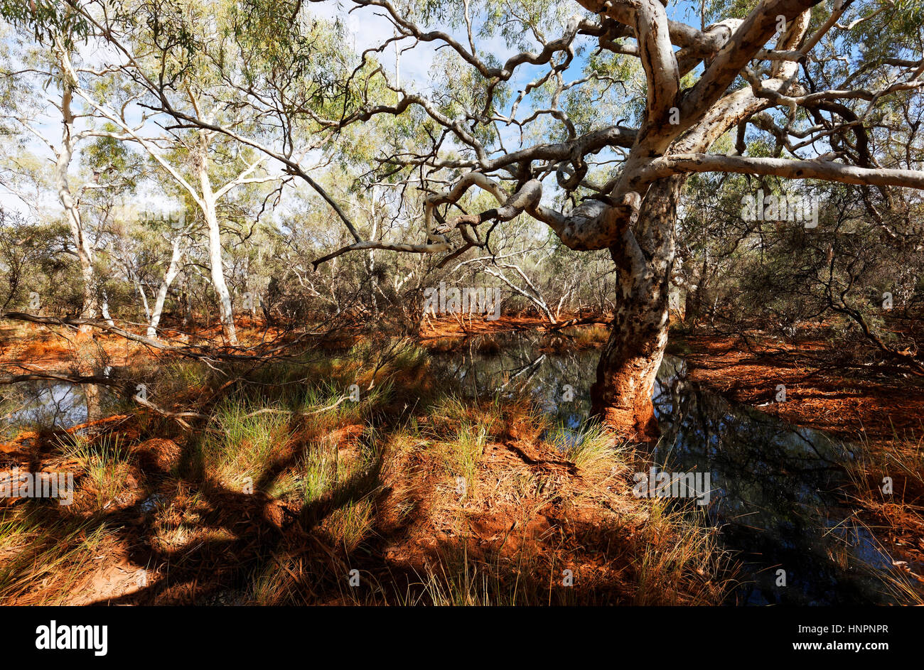 Billabong surrounded by eucalyptus gum trees, Pilbara, Western ...
