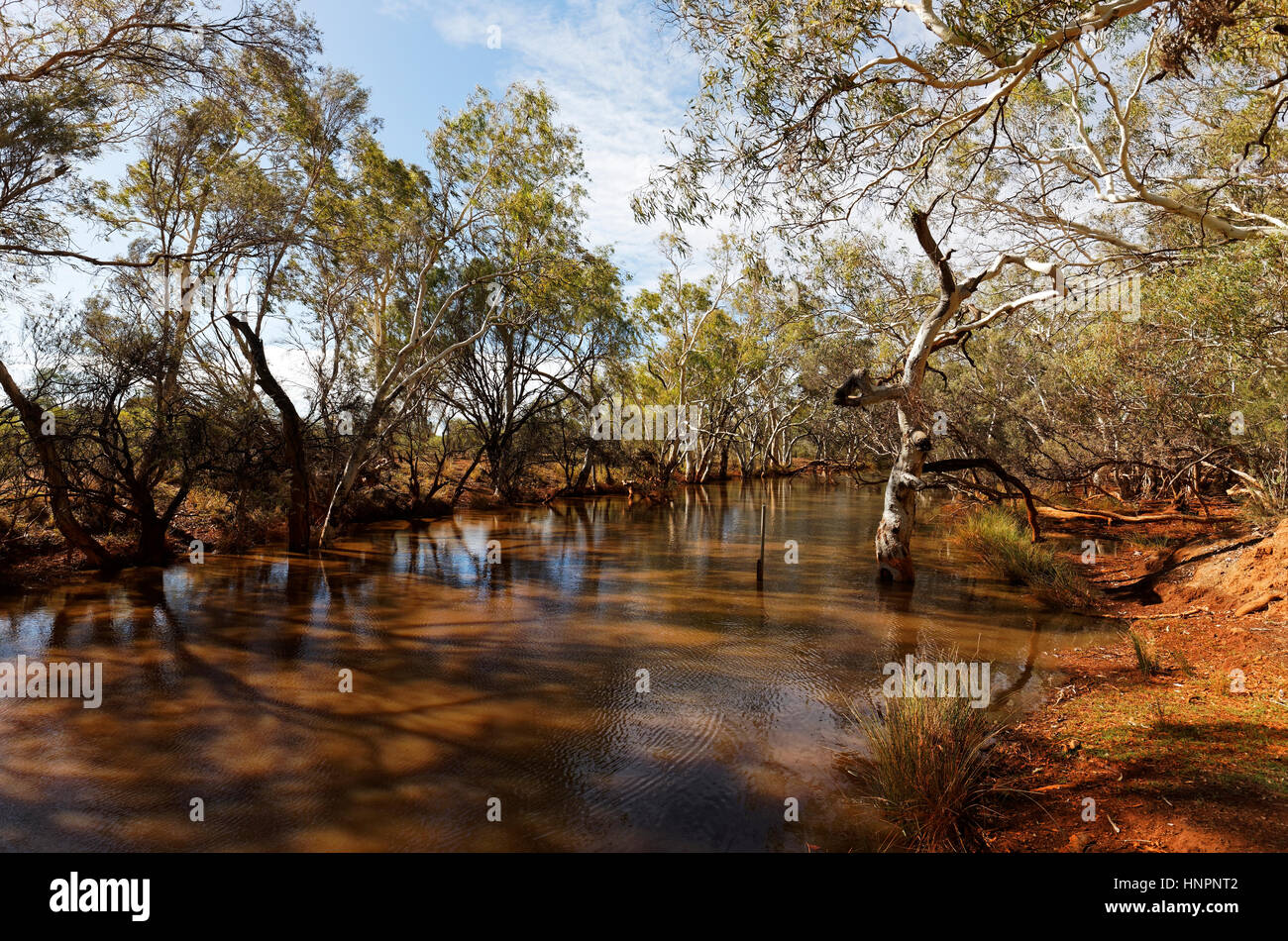 Billabong surrounded by eucalyptus gum trees, Pilbara, Western ...
