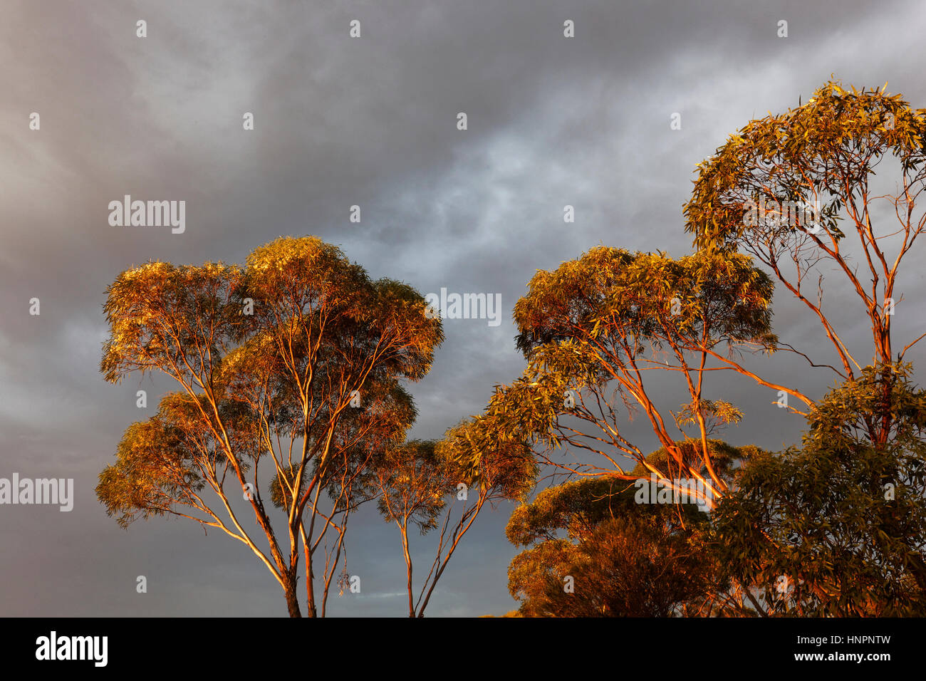 Eucalyptus Salmon gum trees against dark cloudy sky, Pilbara, Western ...