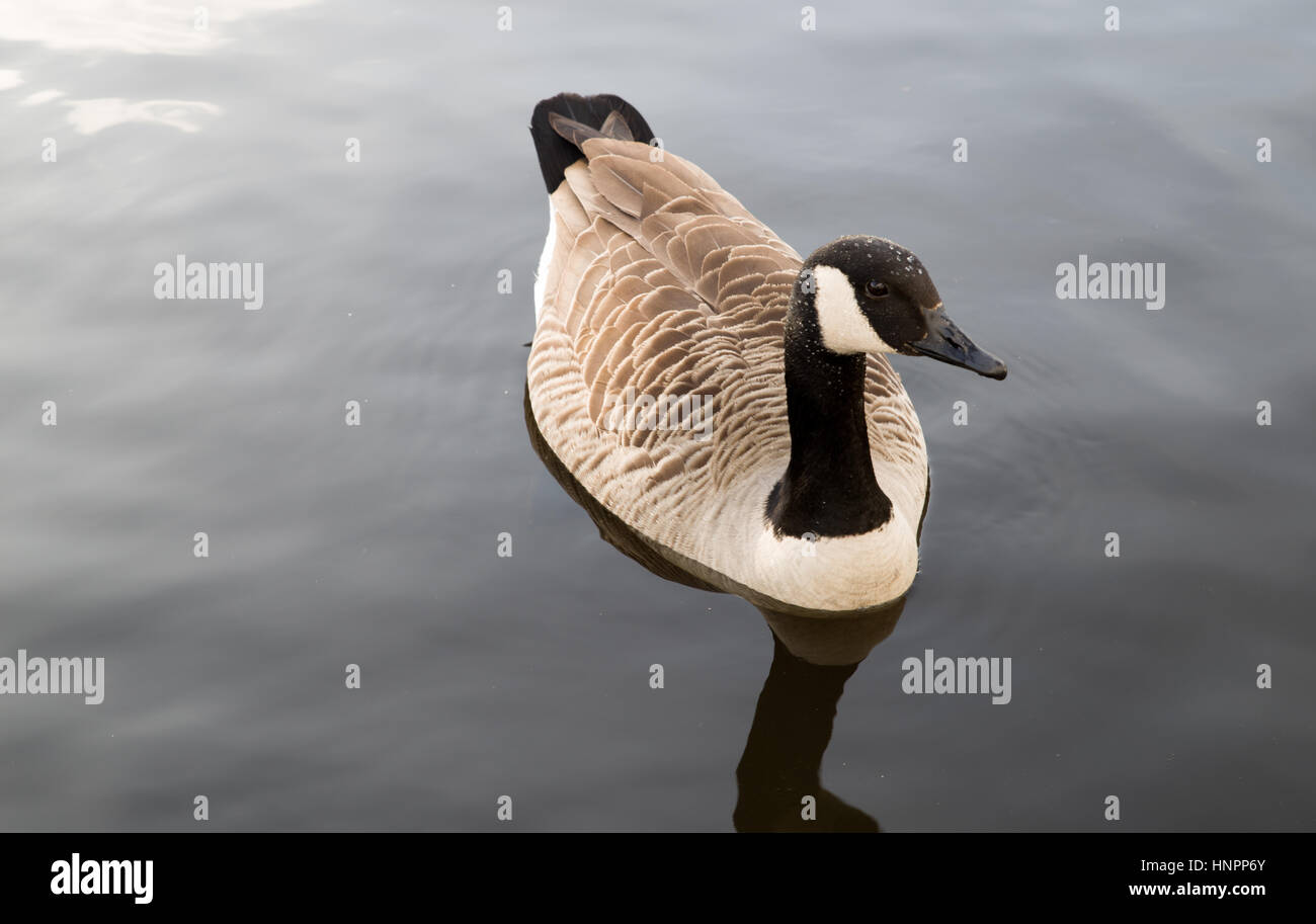 Canadian Goose Swimming Stock Photo - Alamy