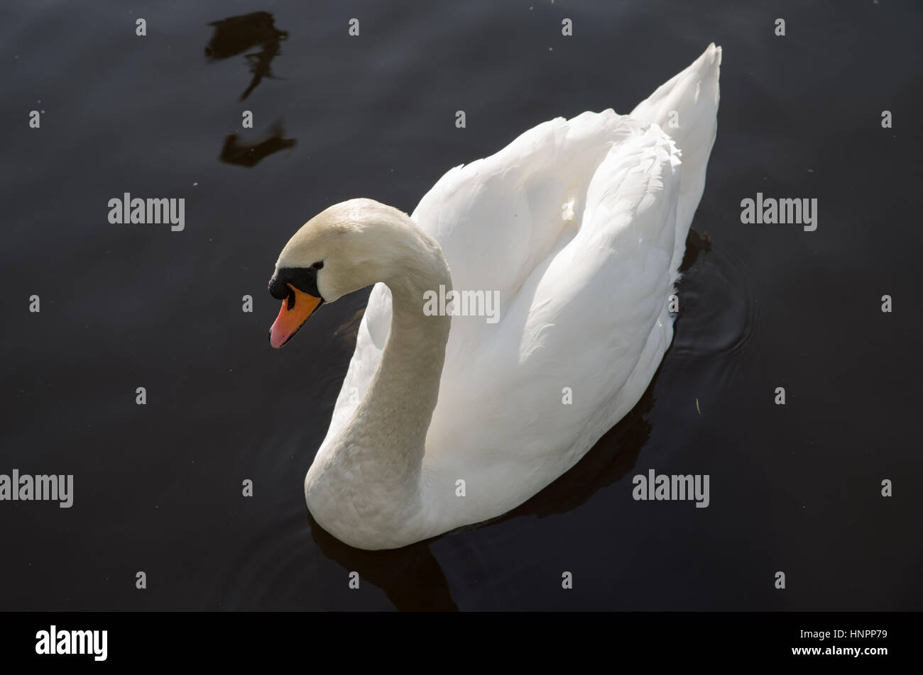 Beautiful gliding swan hi-res stock photography and images - Alamy