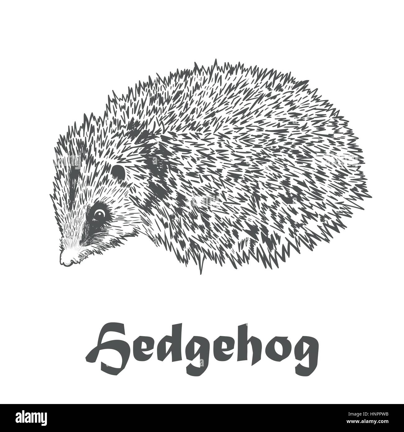 Hedgehog sketch drawing isolated on white background with text vector ...