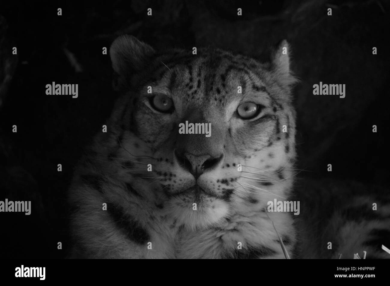 Close up of a snow leopard Stock Photo - Alamy