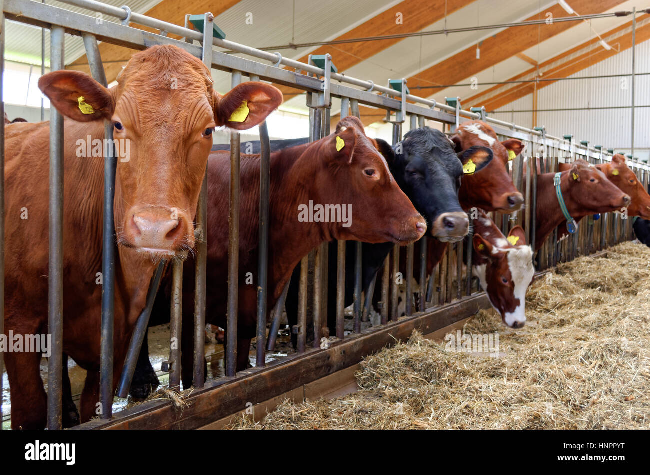 Cows inside a barn at a feeding station with hay on the floor. One cow ...