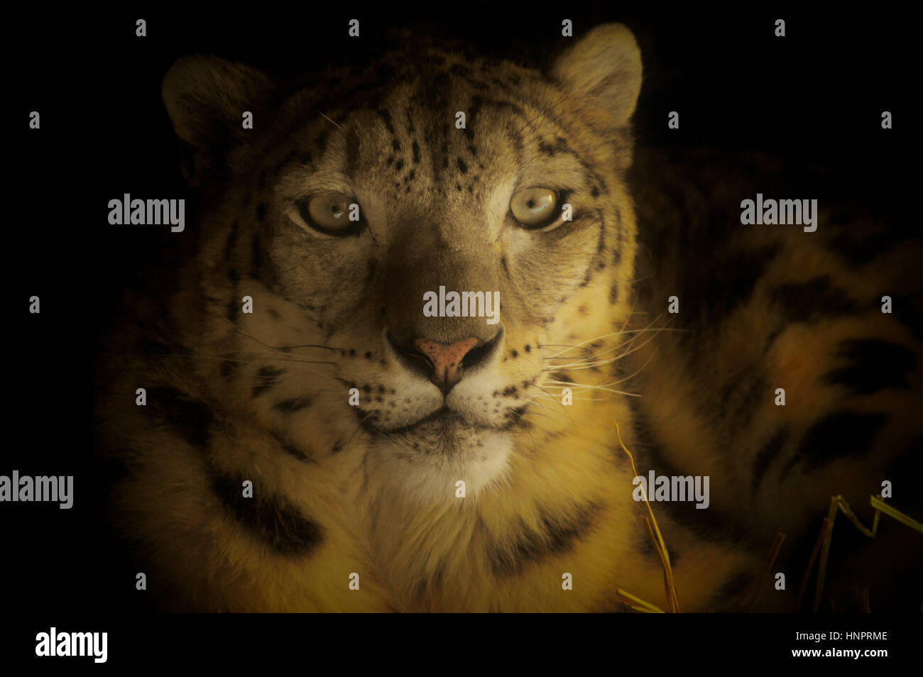 Snow leopard laying down close hi-res stock photography and images - Alamy