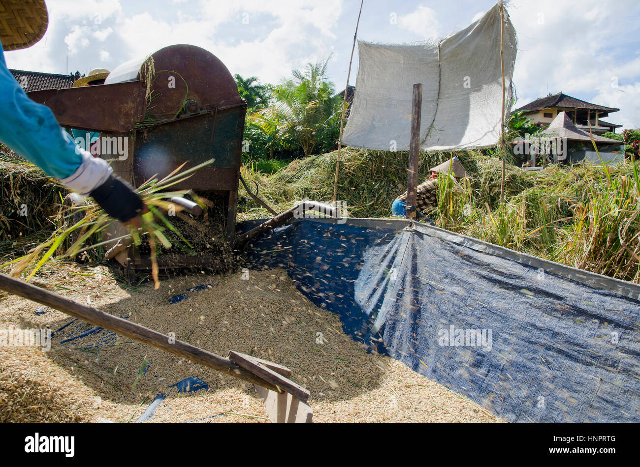 Farmer gathering rice in traditional way. Ubud, Bali Indonesia Stock ...