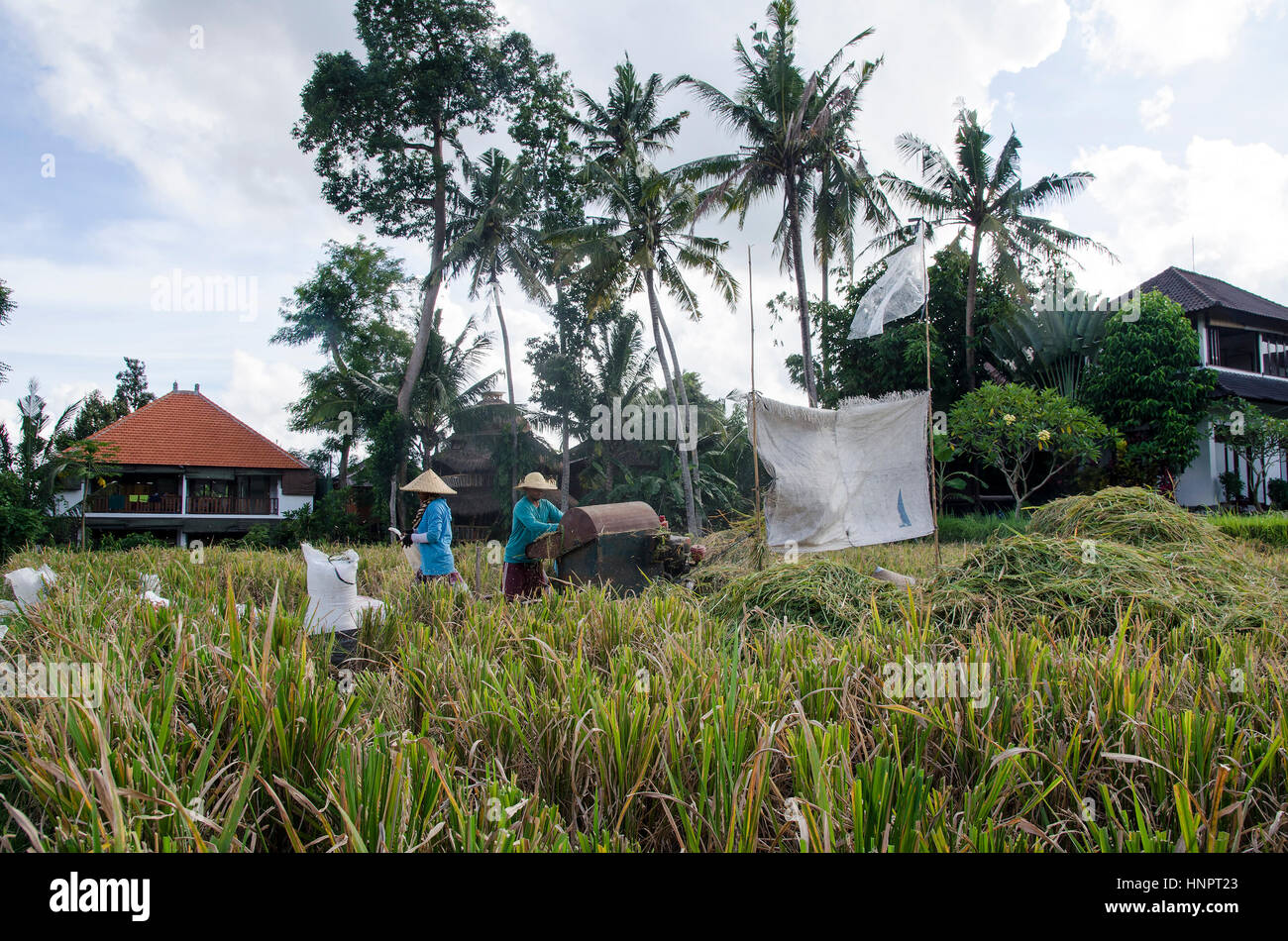Farmer gathering rice in traditional way. Ubud, Bali Indonesia Stock ...