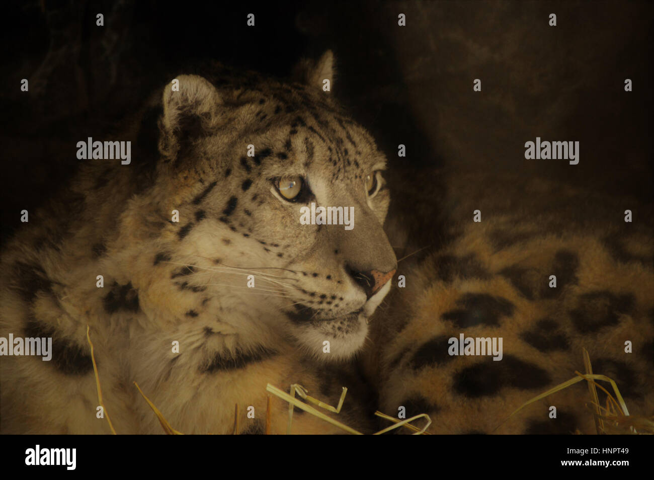 Snow leopard markings hi-res stock photography and images - Alamy