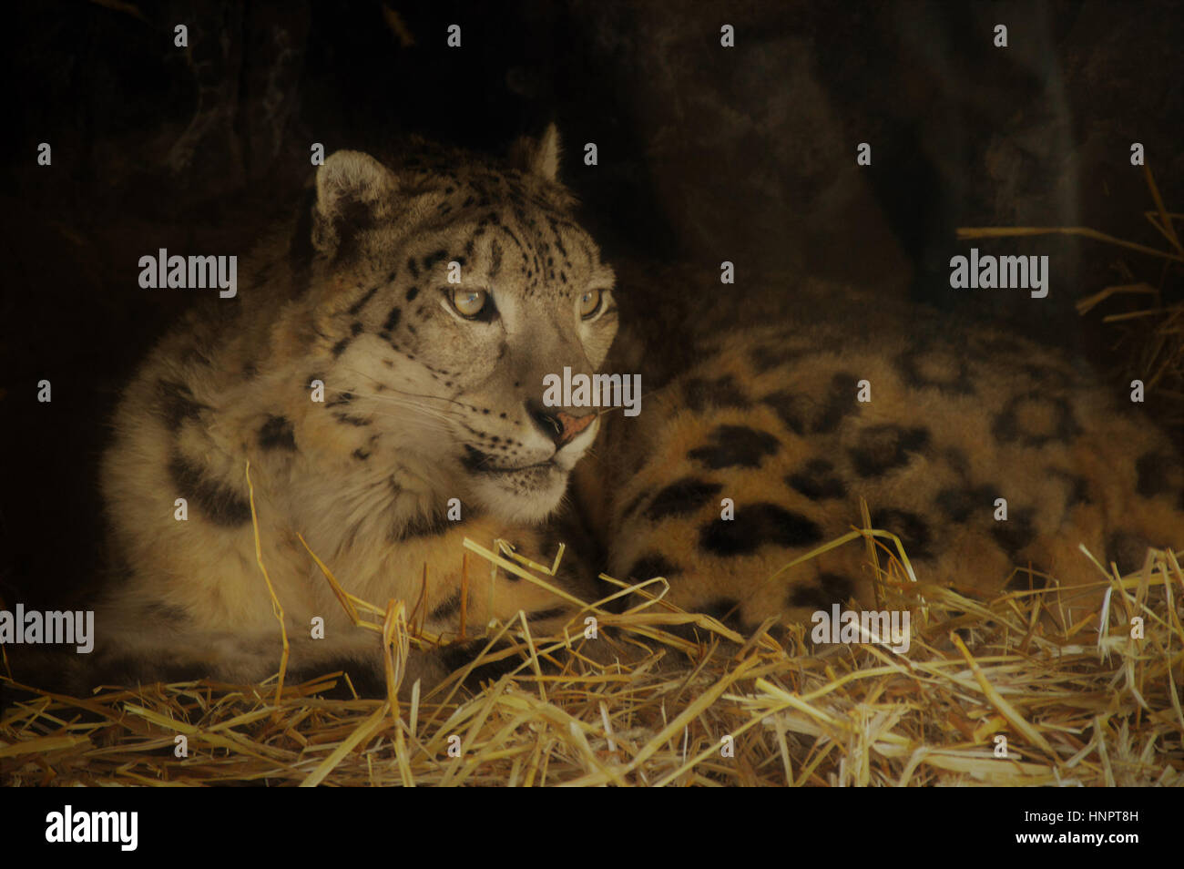 Close up of a snow leopard Stock Photo - Alamy