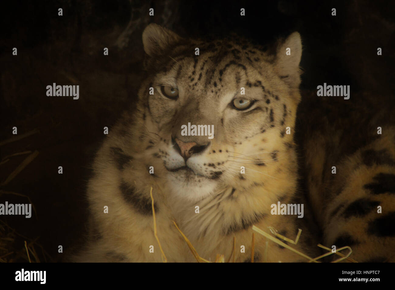 Close up of a snow leopard Stock Photo - Alamy