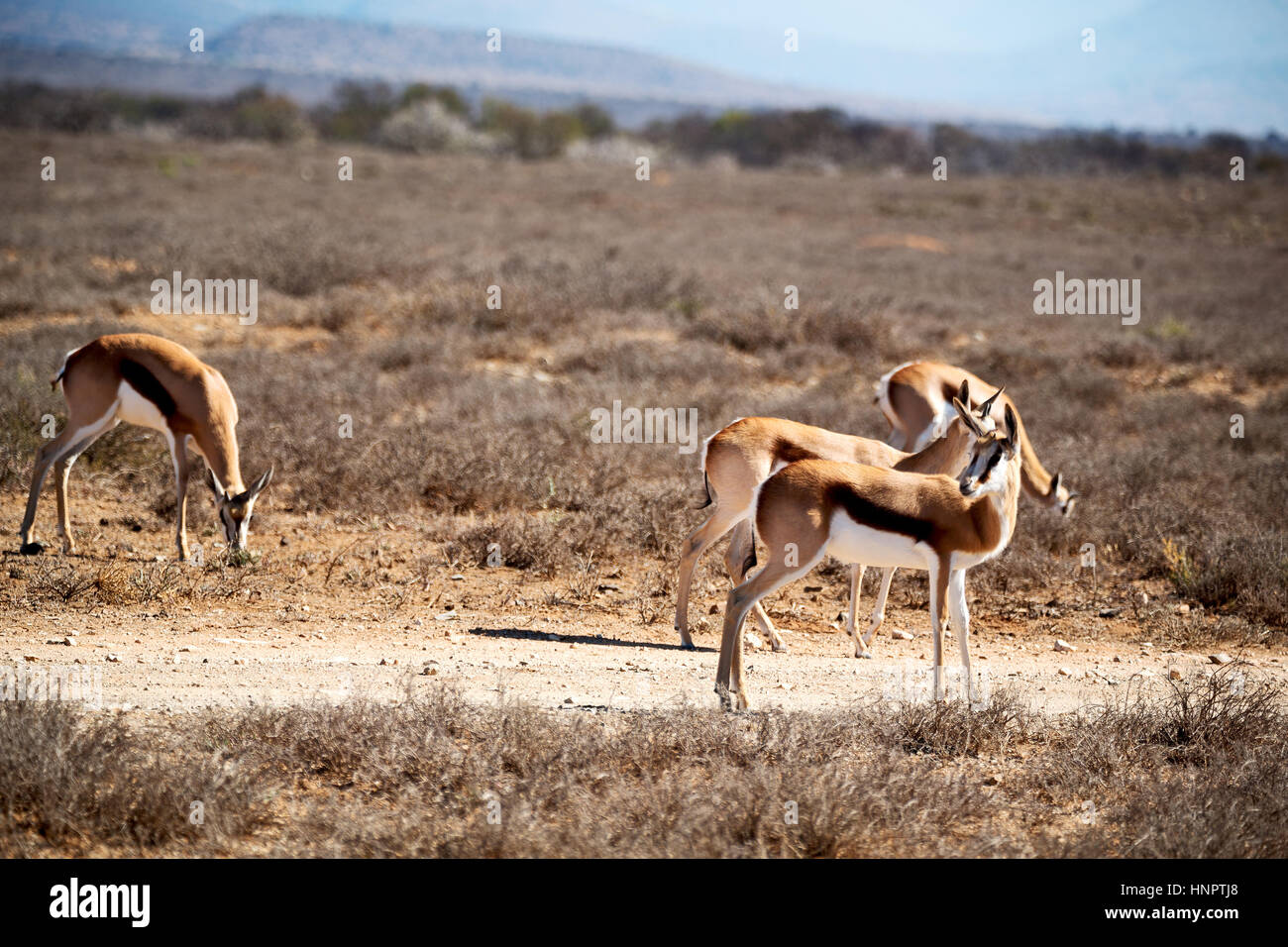 in kruger parck south africa wild impala in the winter bush Stock Photo ...
