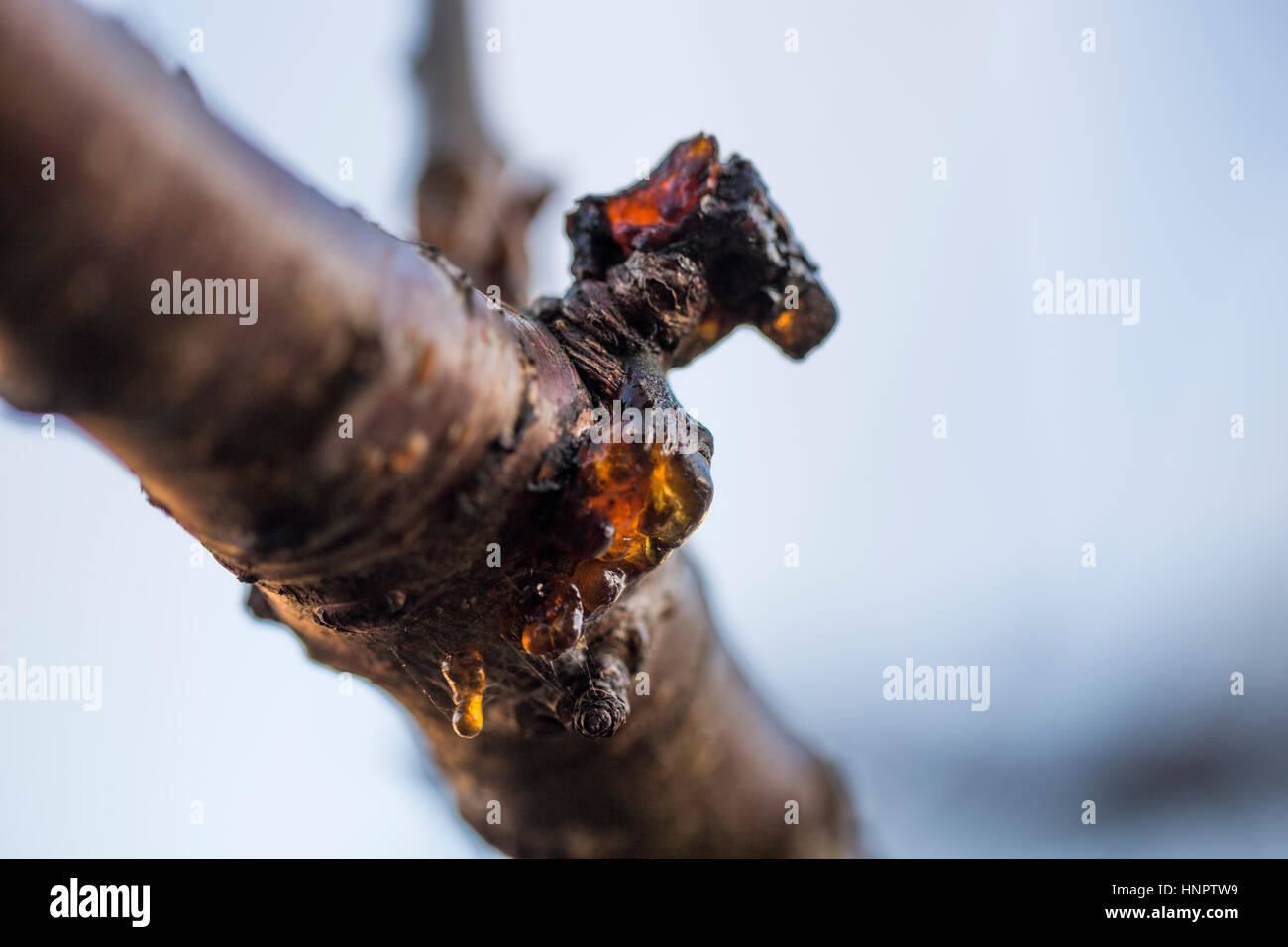 Amber on a cherry tree Stock Photo - Alamy