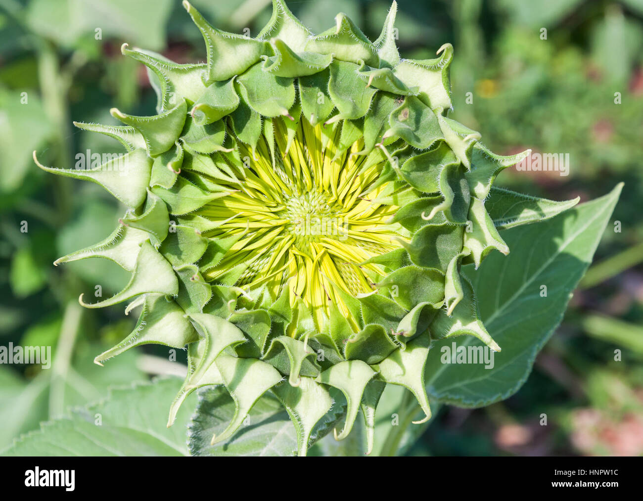 The closeup of the closed sunflower in the countryside farm Stock Photo ...