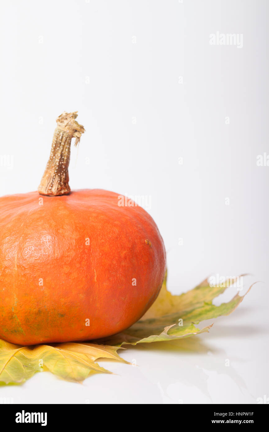 Pumpkin and squash autumn backgrounds on the table Stock Photo - Alamy