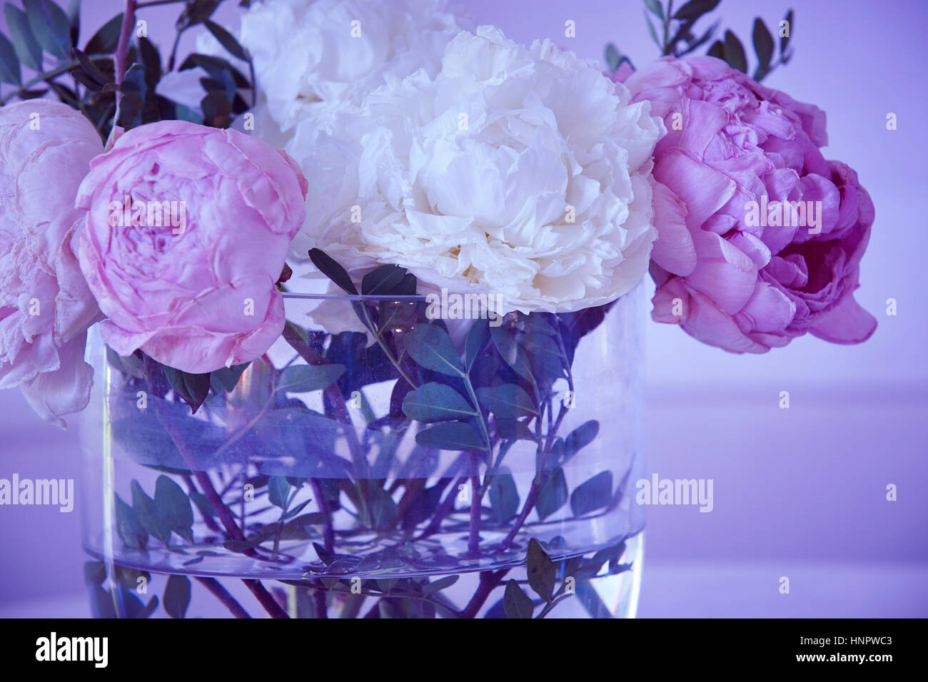 Withered flowers in a vase. Pink white color. Purple tone. Horizontal ...