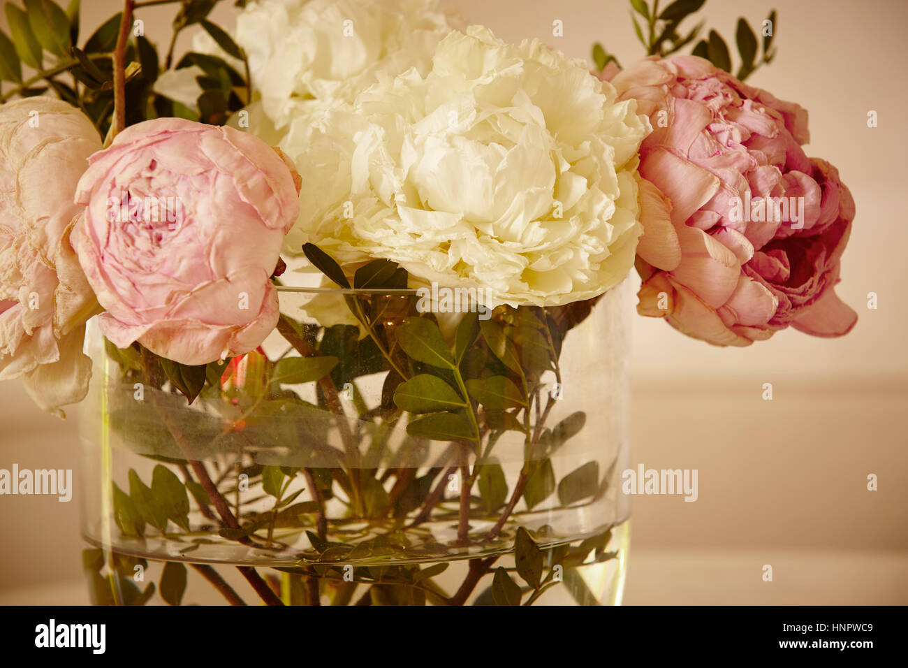 Withered flowers in a vase. Pink and white color. Horizontal Stock ...