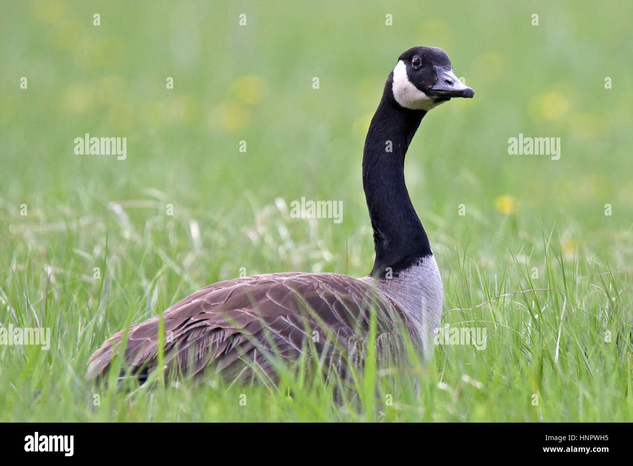 A Canada Goose grazing in a wildflower meadow in Spring Stock Photo - Alamy