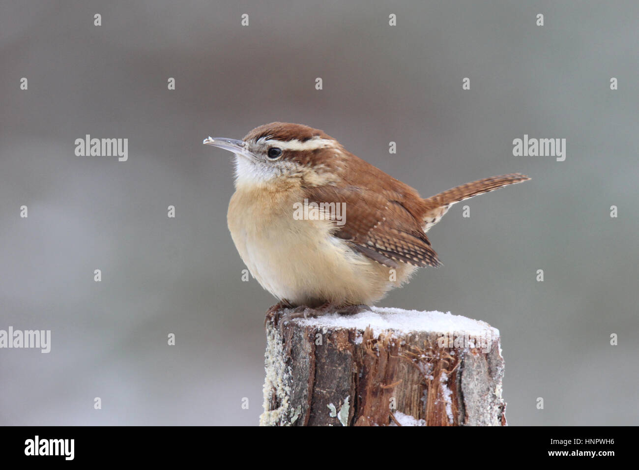 Carolina wren snow hi-res stock photography and images - Alamy