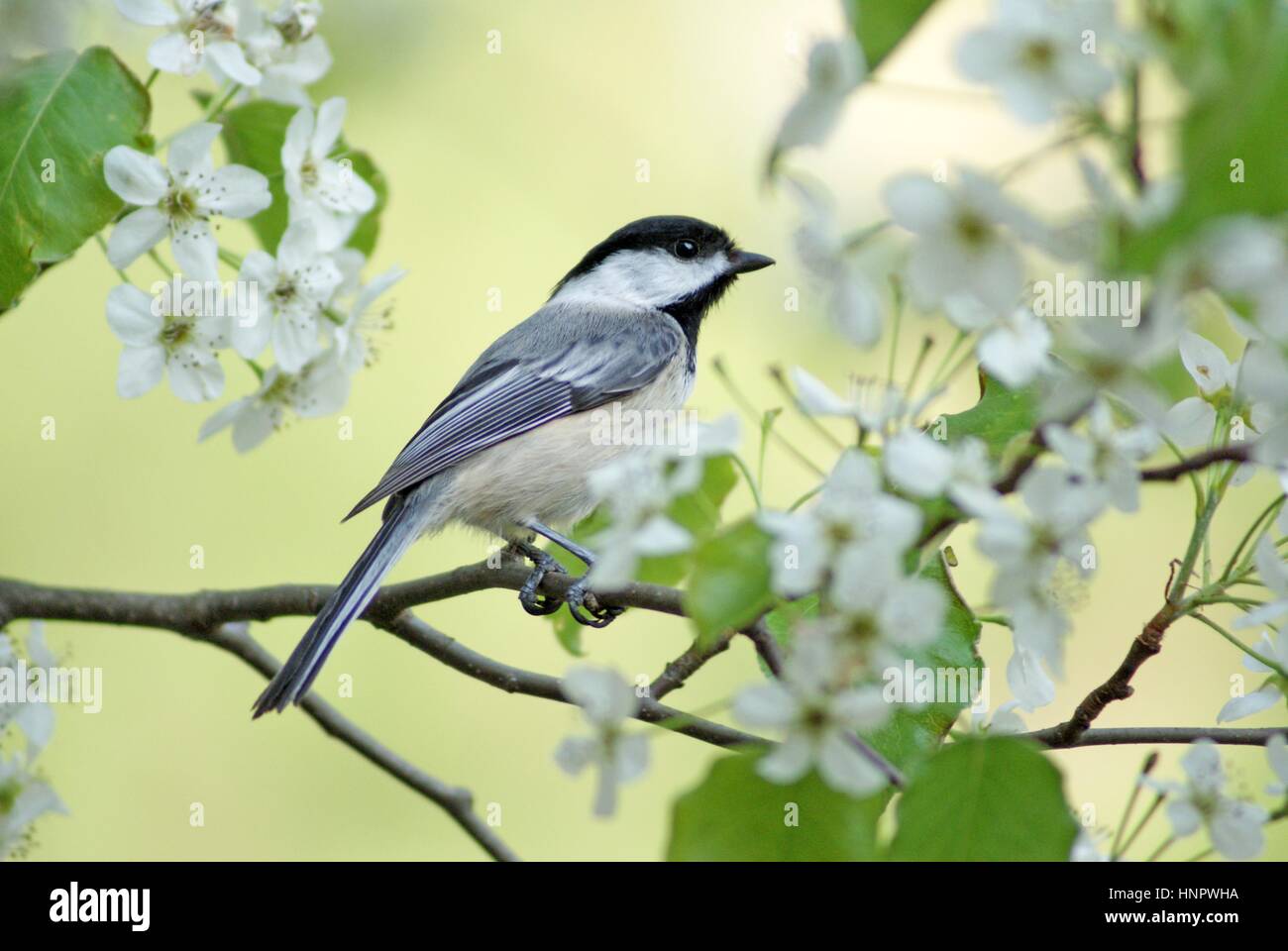 A black capped chickadee perching on flowers in Springtime Stock Photo ...