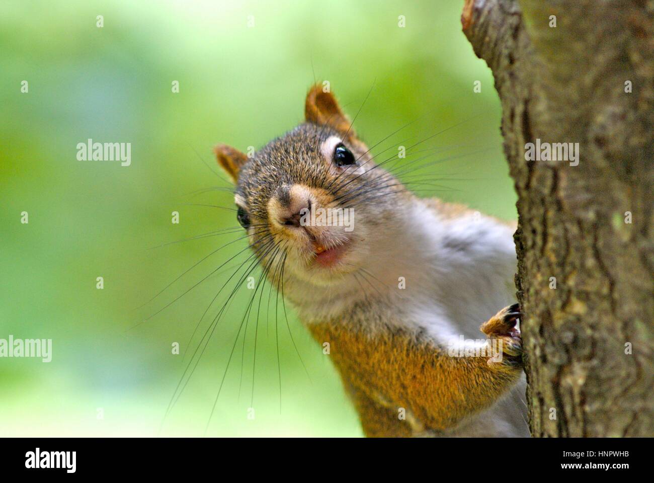 Peeking around tree trunk hi-res stock photography and images - Alamy