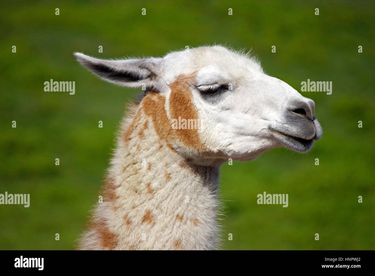 Llama Face Vine