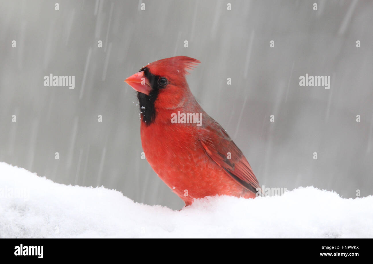Red Cardinal Snow High Resolution Stock Photography and Images - Alamy