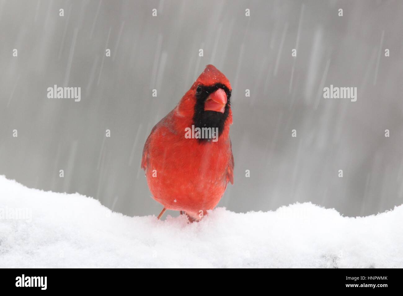 A bright red male northern cardinal (Cardinalis cardinalis) perching in ...