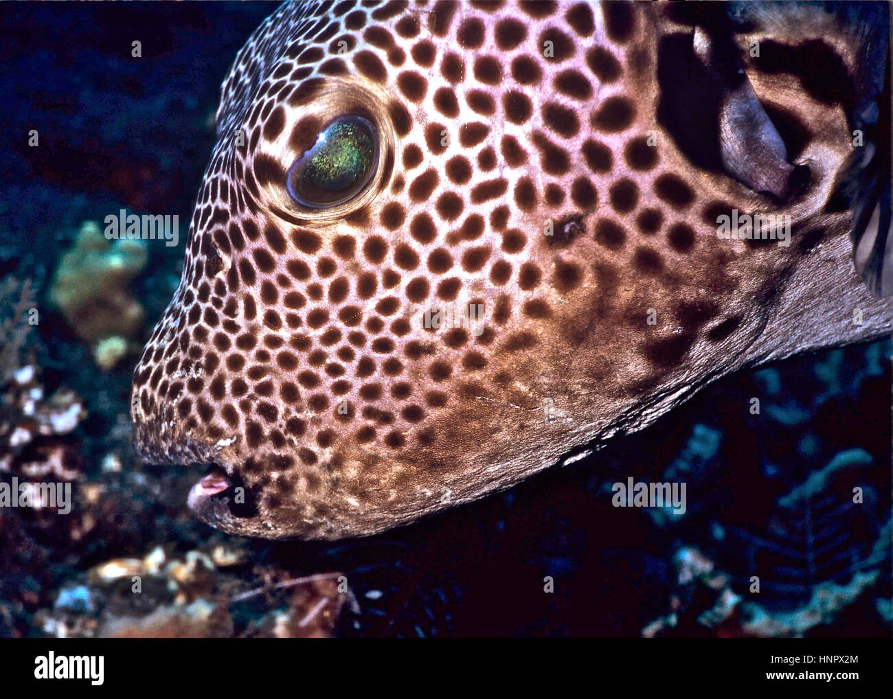 A close-up portrait of a giant pufferfish (Arothon stellatus). The body ...