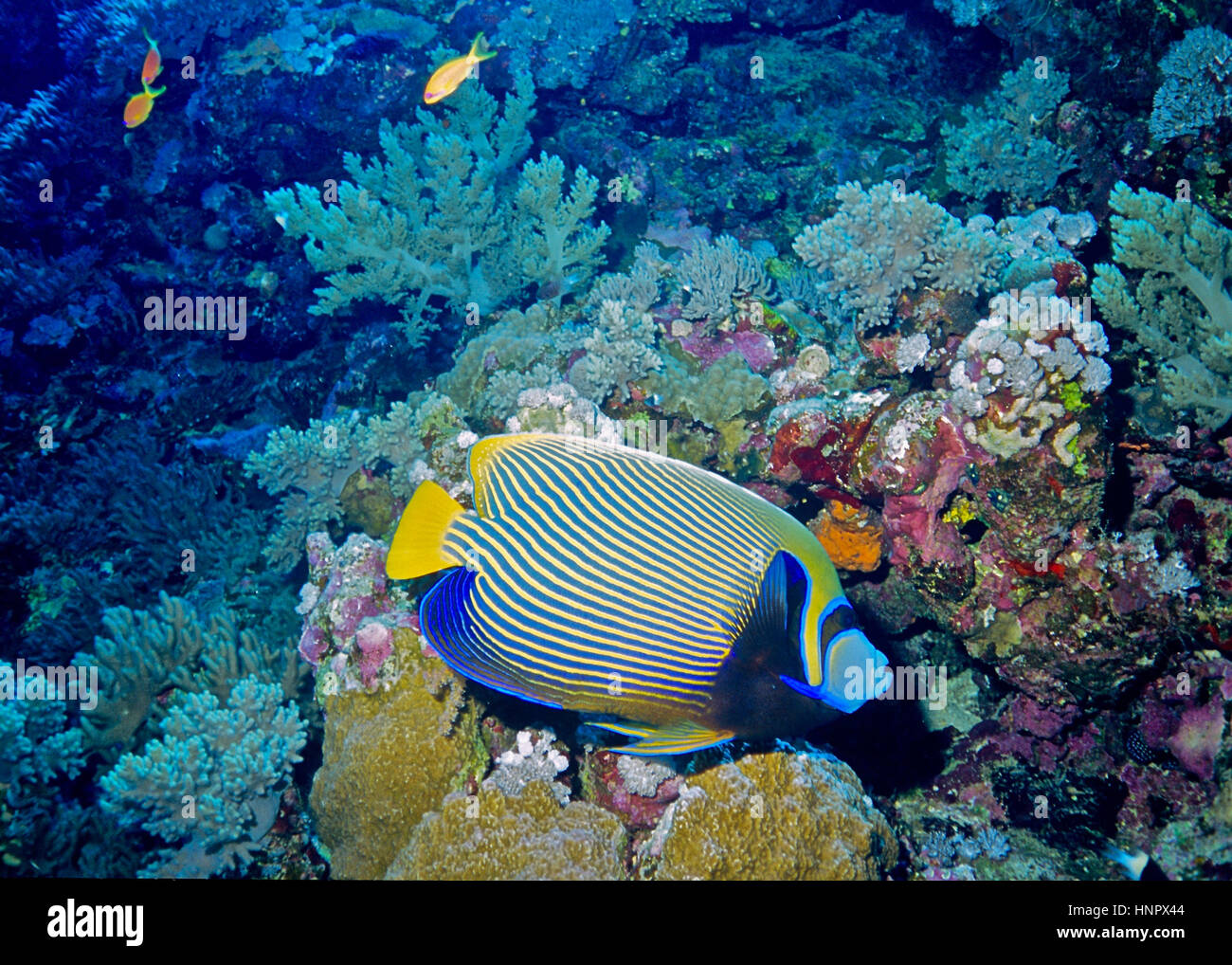 An emperor angelfish (Pomacanthus imperator) next to a coral reef ...