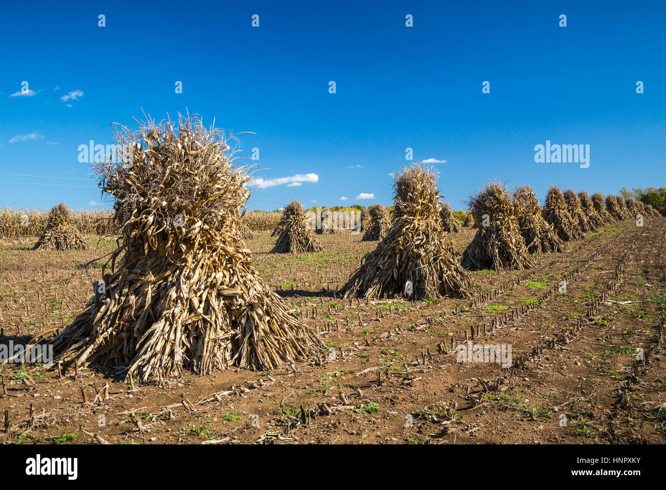 Corn shocks hi-res stock photography and images - Alamy