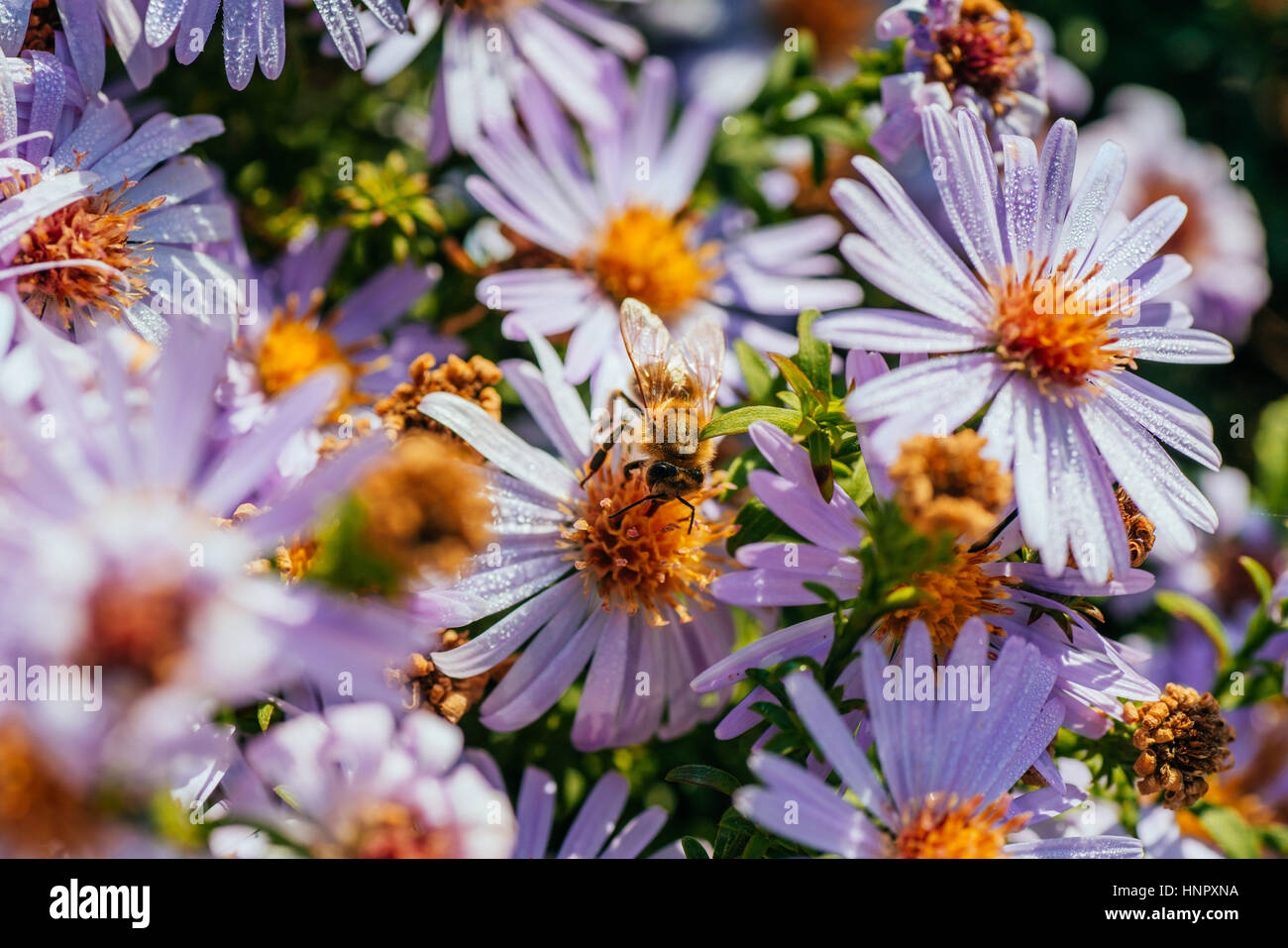 Image of beautiful violet flower and bee Stock Photo - Alamy