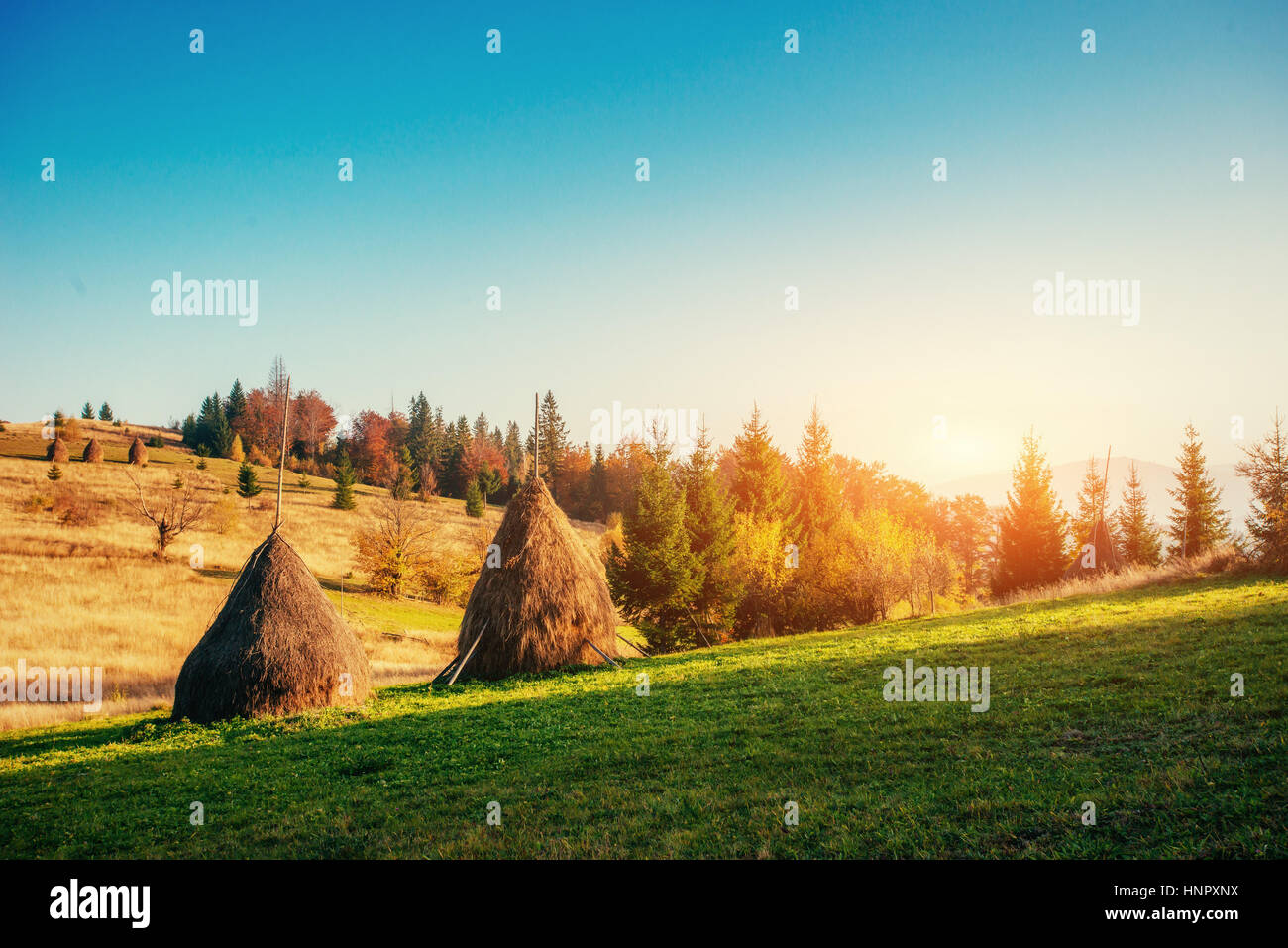 Forest Road in the autumn. Landscape. Ukraine. Europe Stock Photo - Alamy